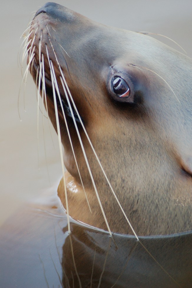 Endangered | Miranda Andersen